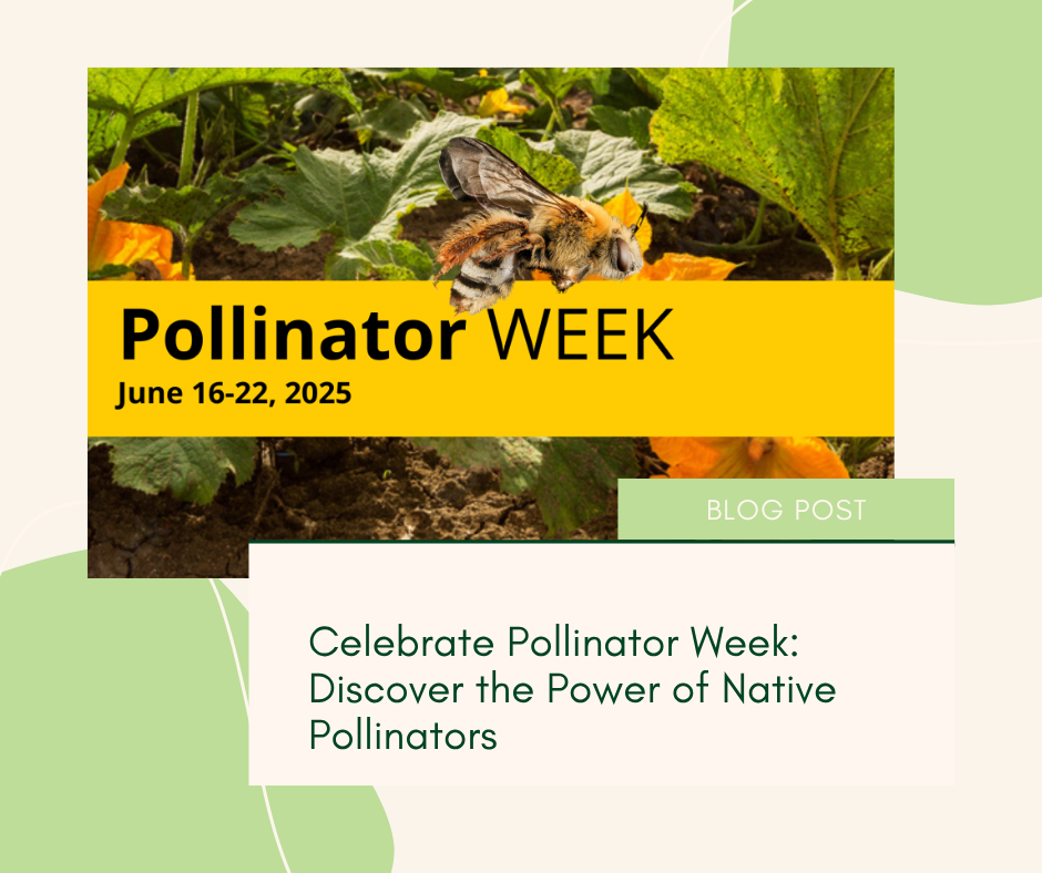 Celebrate Pollinator Week: Discover the Power of Native Pollinators