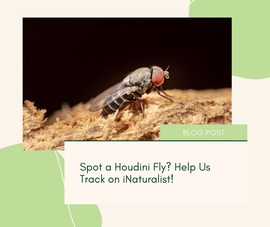 Spot a Houdini Fly? Help Us Track on iNaturalist!