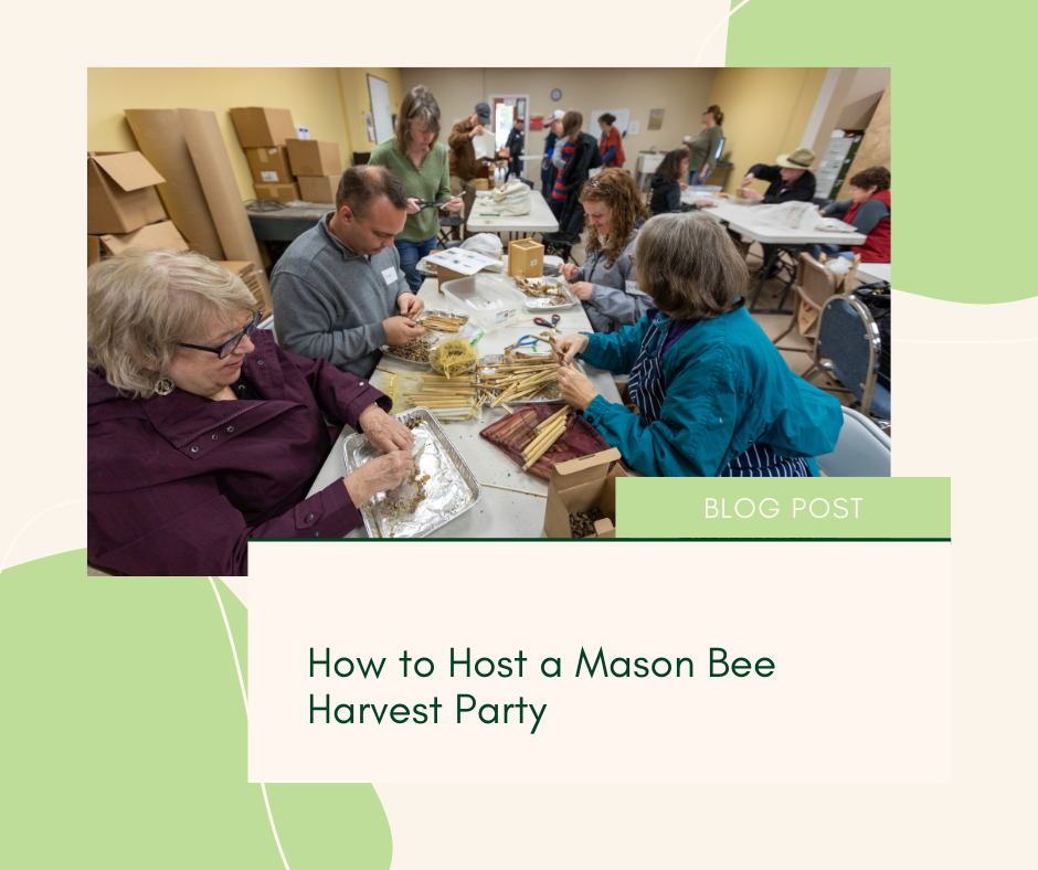 How to Host a Mason Bee Harvest Party