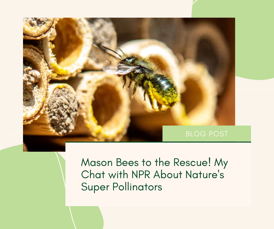 Mason Bees to the Rescue! My Chat with NPR About Nature's Super Pollin