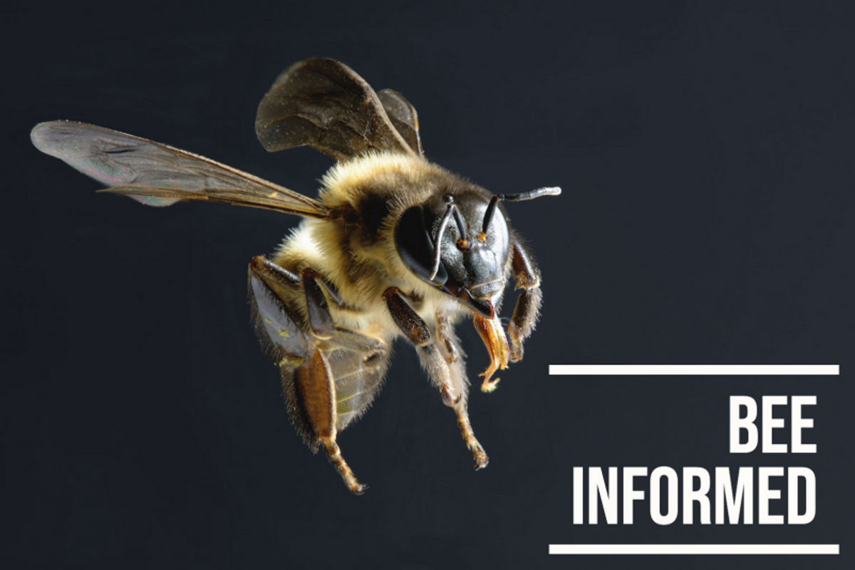 Bee Informed: The Insect Apocalypse, Tracking the Invasive Giant Horne