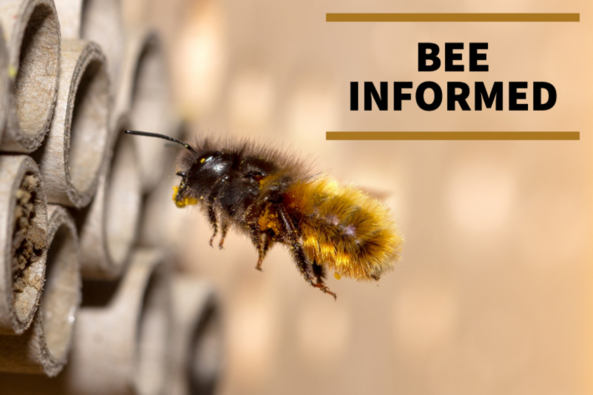 Bee Informed: Citizen Science, Pollinator-Friendly Solar, and Bee Bett