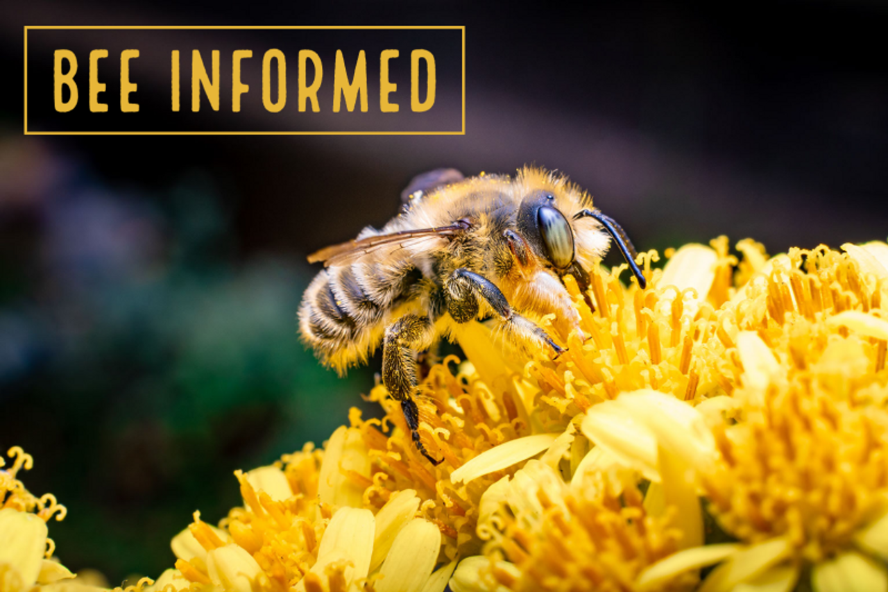 Bee Informed: Protect Bees from Disease, Master Melittologist Program,