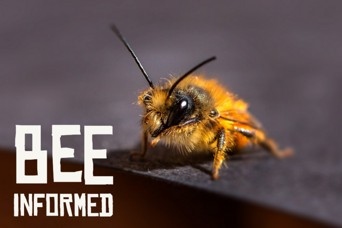 Bee Informed: Sustainability, Alternative Pollinators, and Resilience