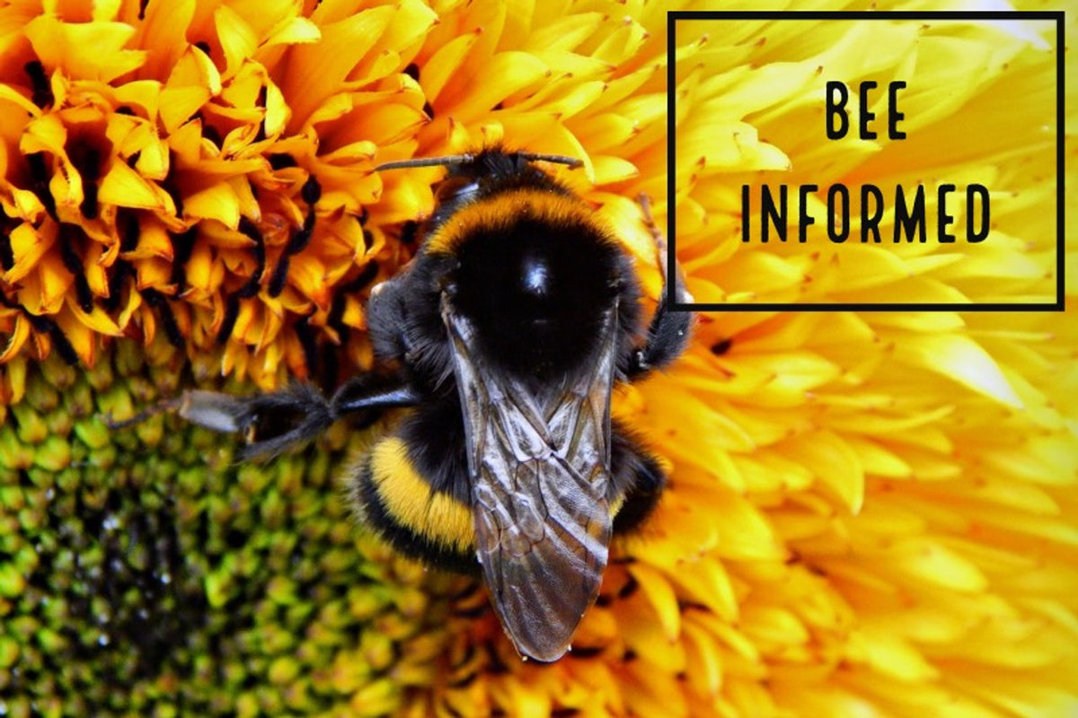 Bee Informed: "Perfect Lawns", Endangered Bees, and Tracking Bee Healt