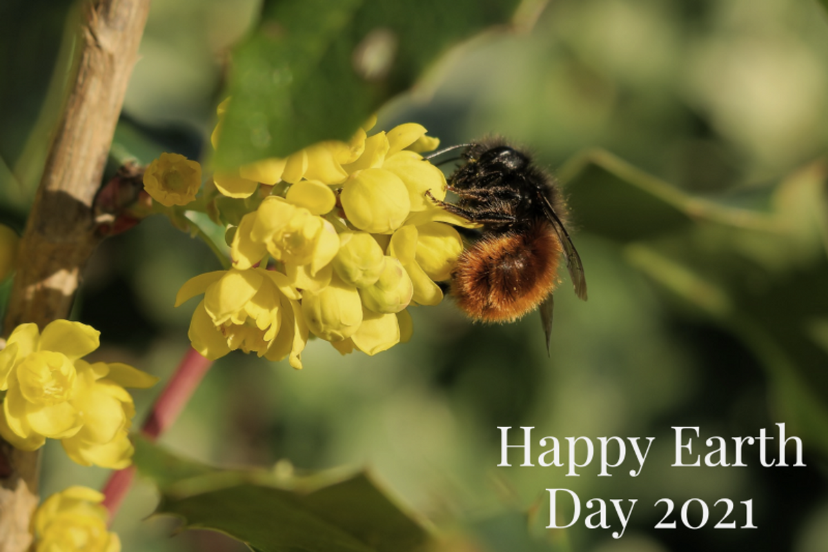 Happy Earth Day from Crown Bees!