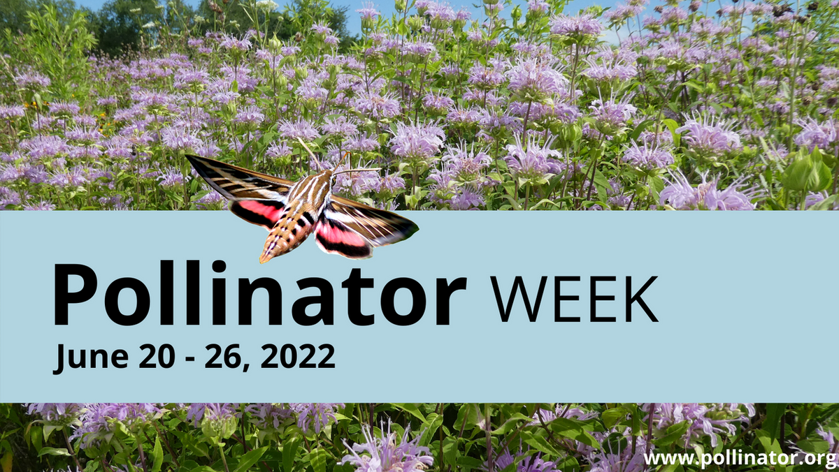 Pollinator Week 2022