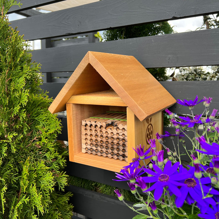 Buy Mason & Leafcutter Bees, Houses & Nesting Materials | Crown Bees