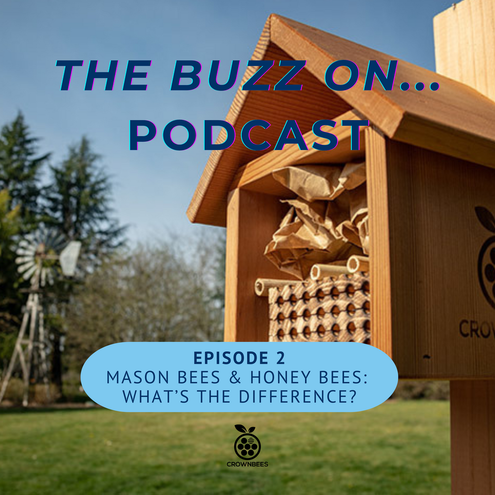 The Buzz On Bees Podcast