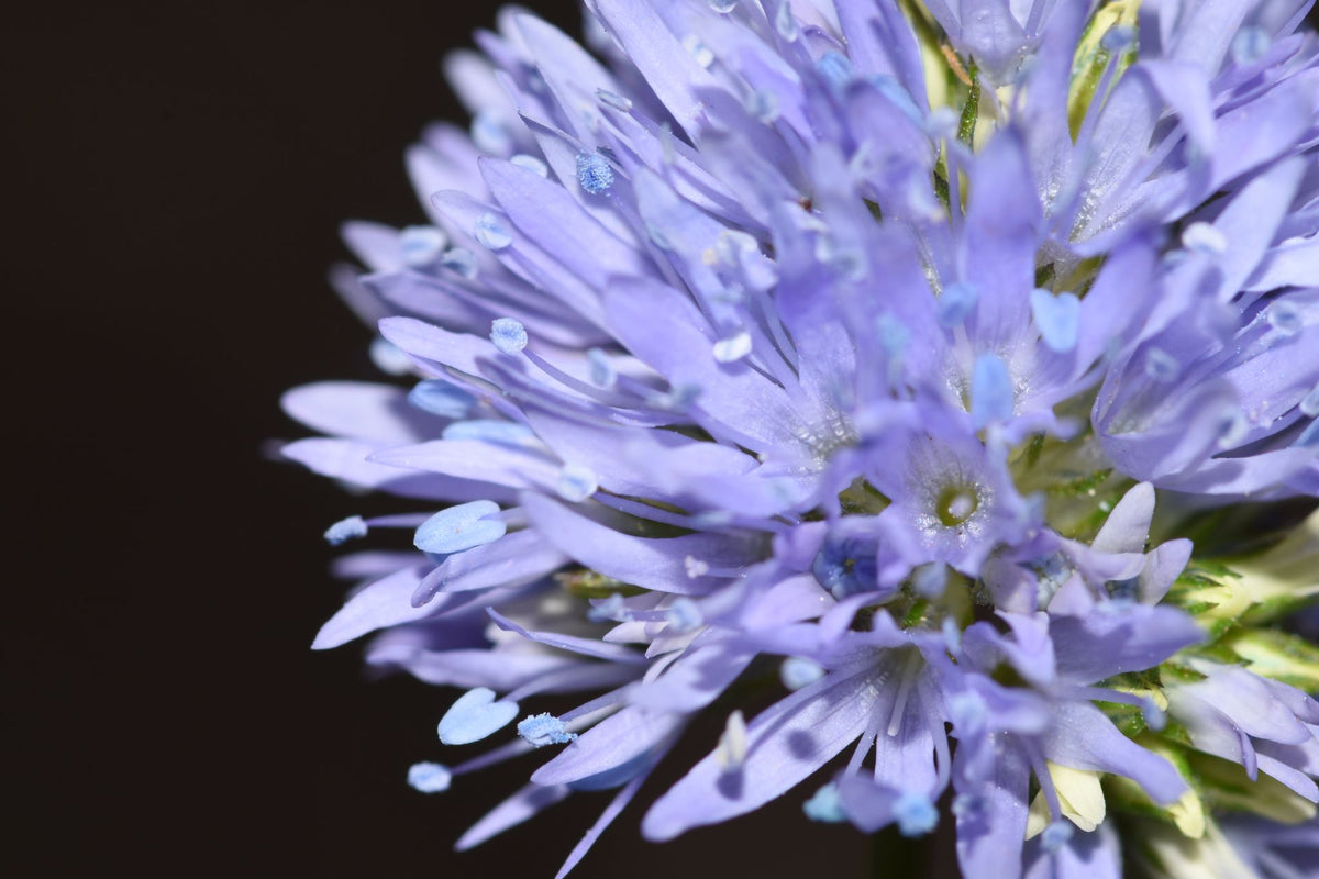 Gilia capitata (Bluehead gilia)