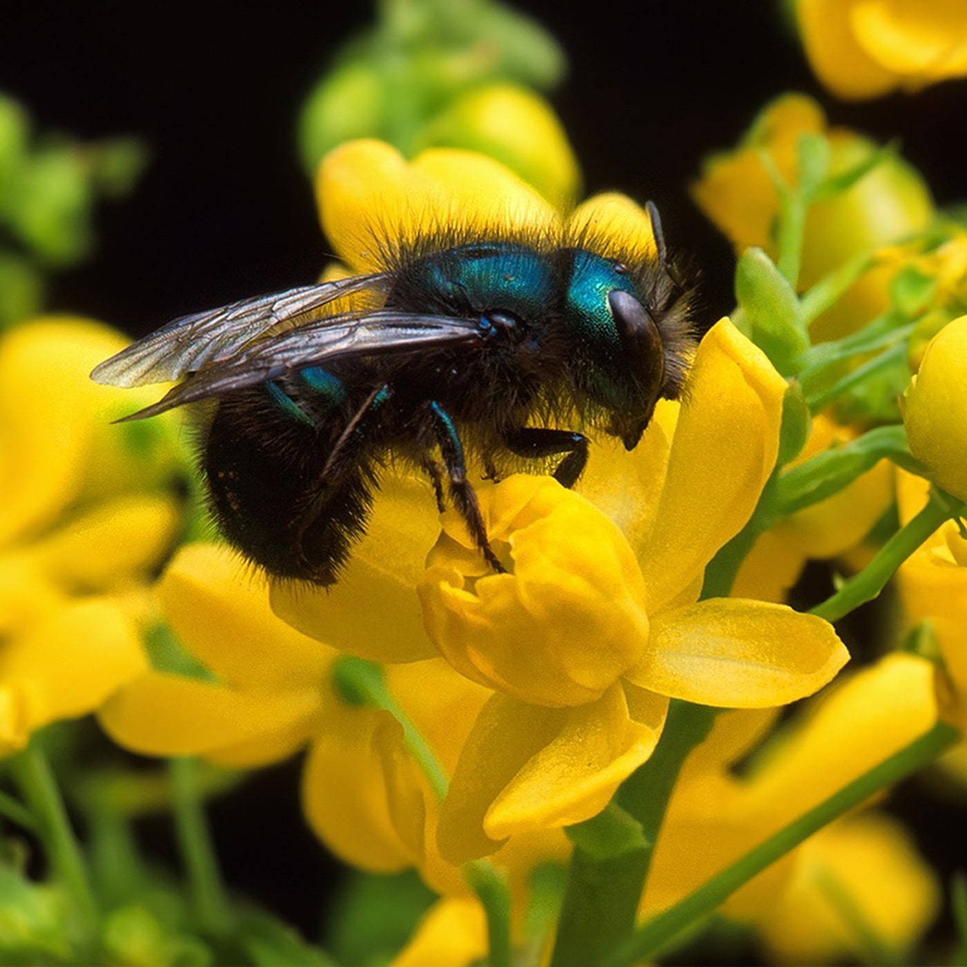 Crown Bees | Your One-Stop Shop for Mason & Leafcutter Bee Supplies