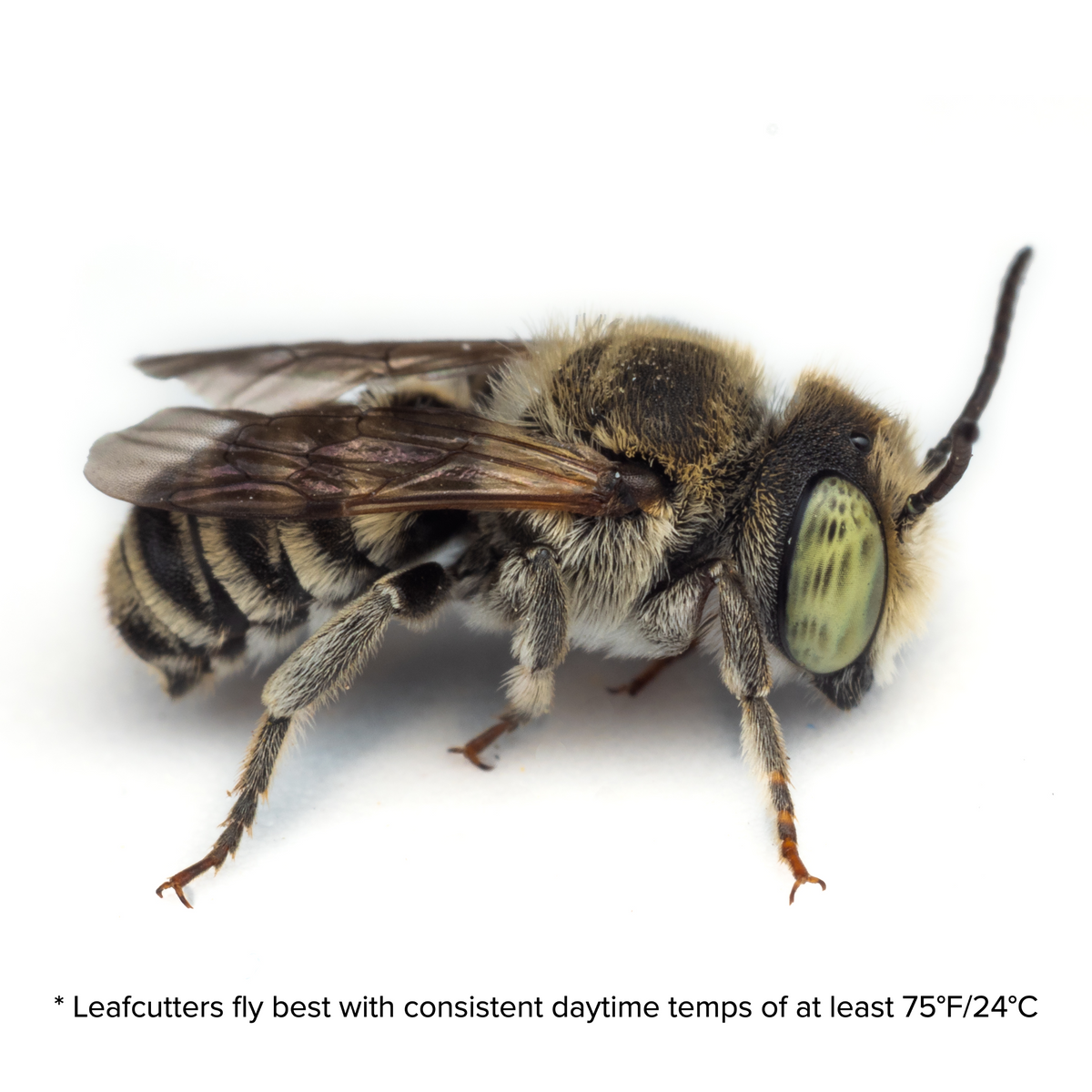 Boost Summer and Fall Garden Yields with Leafcutter Bees