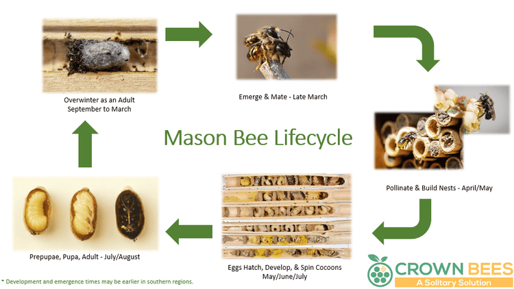 Mason Bees