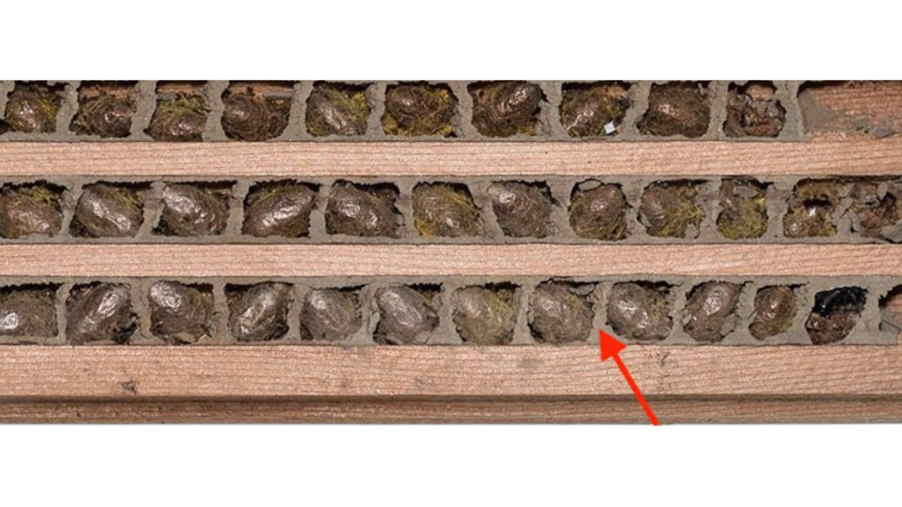 Mason Bee Pests & Diseases: Identification, Prevention & Care