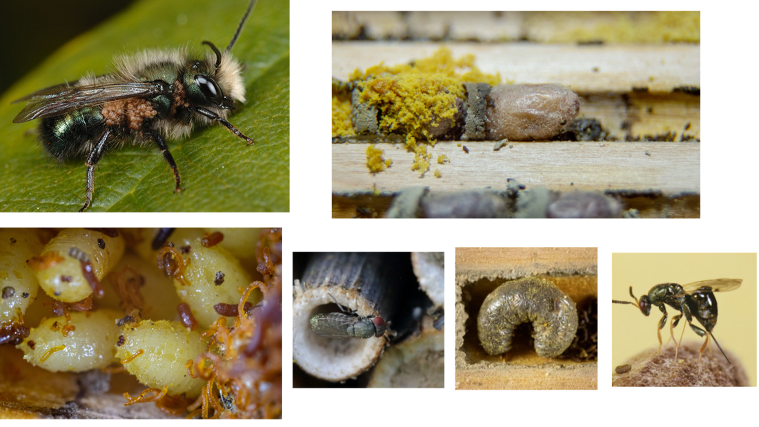 How to Harvest Mason Bee Cocoons