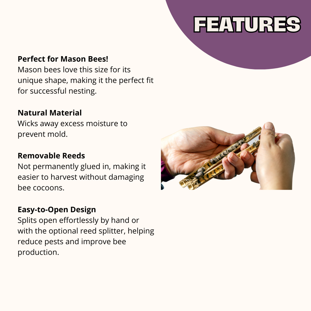 Natural Reeds for Mason Bees | Nesting Materials for Bee Houses