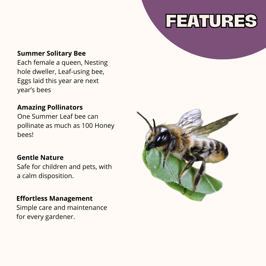 Boost Summer and Fall Garden Yields with Summer Leaf Bees