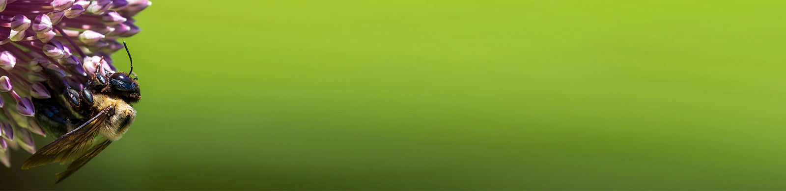 Crown Bees | Your One-Stop Shop for Mason & Leafcutter Bee Supplies