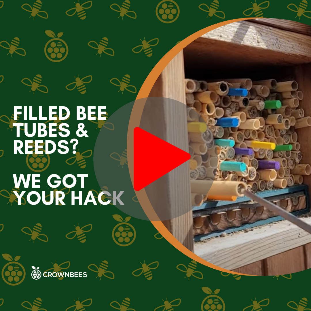 The Buzz On Bees Podcast