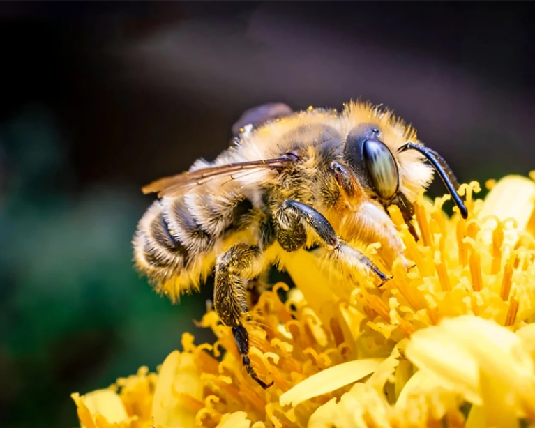 Crown Bees | Your One-Stop Shop for Mason Bee Supplies