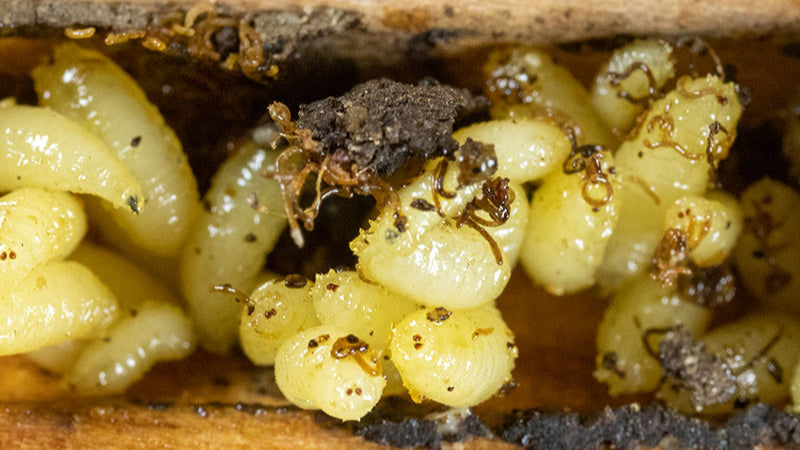 Mason Bee Pests and Diseases