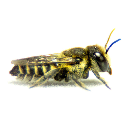 Buy Mason & Leaf Bees, Bee Houses & Kits | Crown Bees Official Site