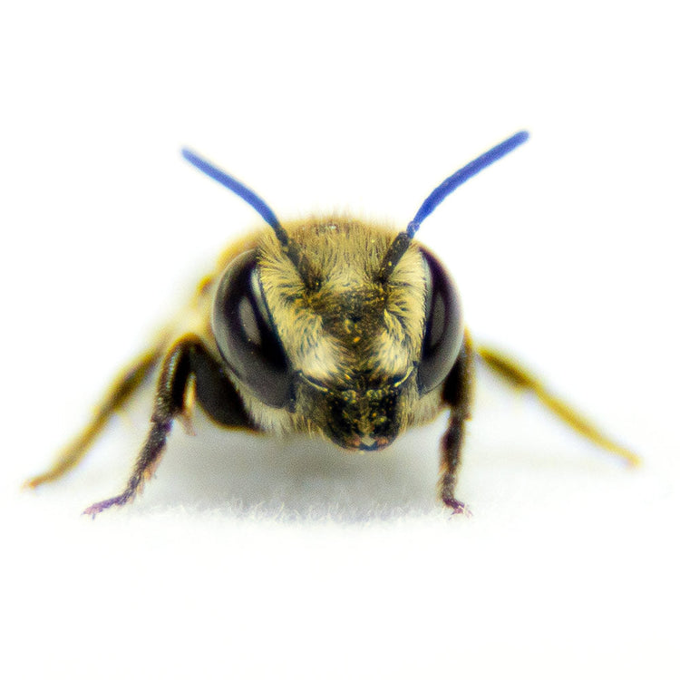Boost Summer and Fall Garden Yields with Leafcutter Bees