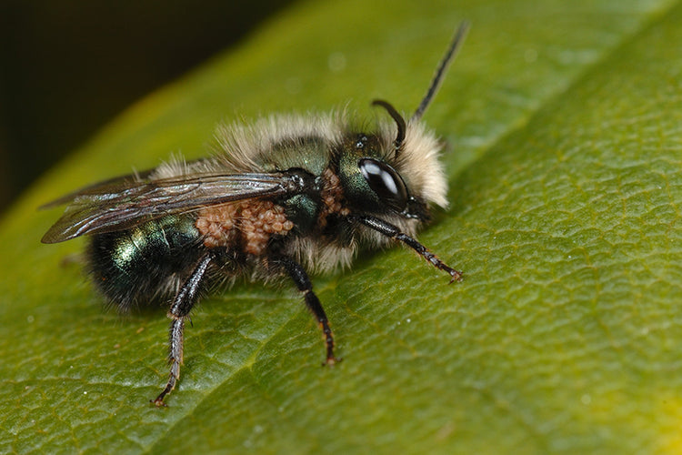 Mason Bees