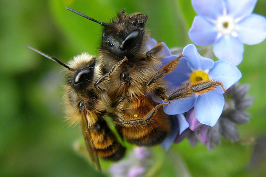 Mason Bees