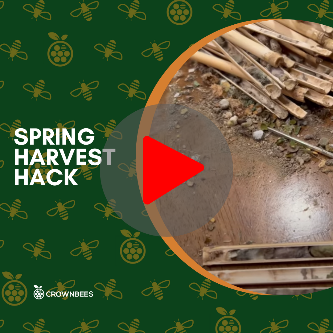 The Buzz On Bees Podcast