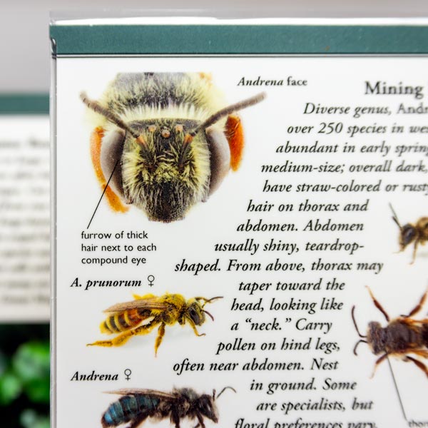 Common Bees of Western North America - Identification Guide